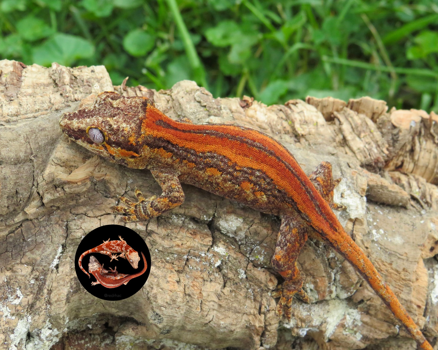 Really Nice Stripe Female Gargoyle Gecko by Red Rhac - MorphMarket