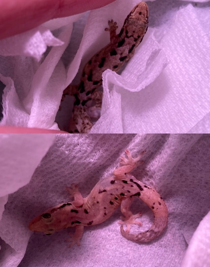 Group Of Adult And Baby Mourning Geckos More Gecko by Red Rhac