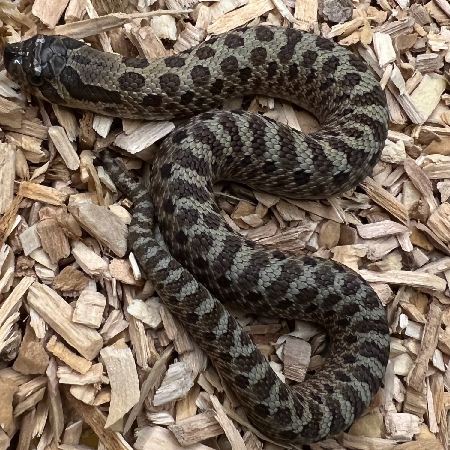 Sable Western Hognose by Redridge Reptiles - MorphMarket