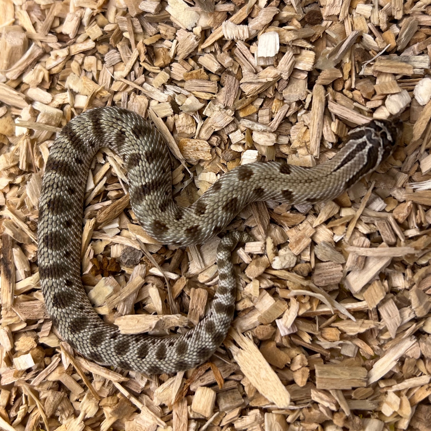 Conda Het Sable Western Hognose by Redridge Reptiles - MorphMarket
