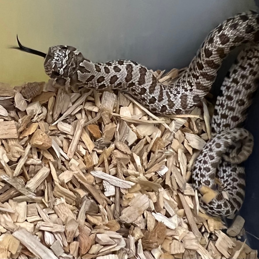 Arctic Het Lavender Western Hognose by Redridge Reptiles - MorphMarket
