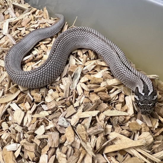 Arctic Superconda 66% Het Toffee Belly Western Hognose by Redridge ...