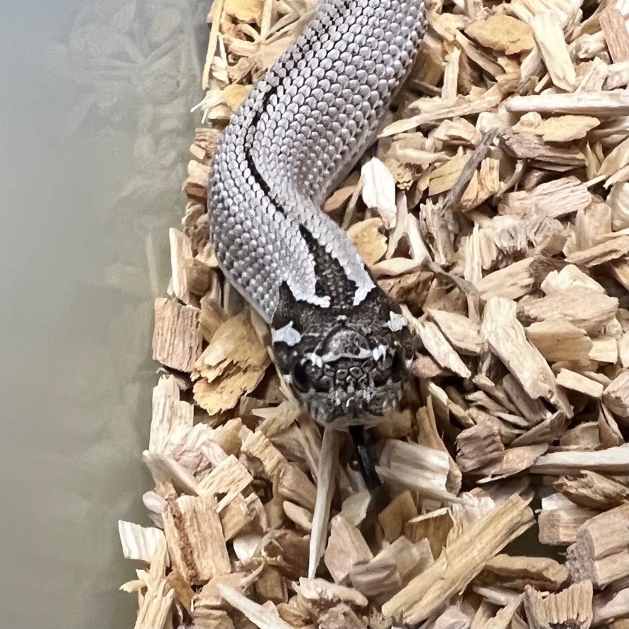 Arctic Superconda 66% Het Toffee Belly Western Hognose by Redridge Reptiles - MorphMarket