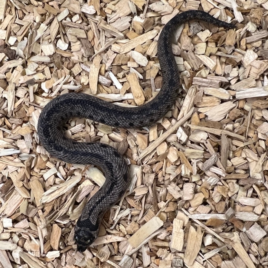 Super Arctic Conda 66% Het Toffee Belly Western Hognose by Redridge Reptiles - MorphMarket