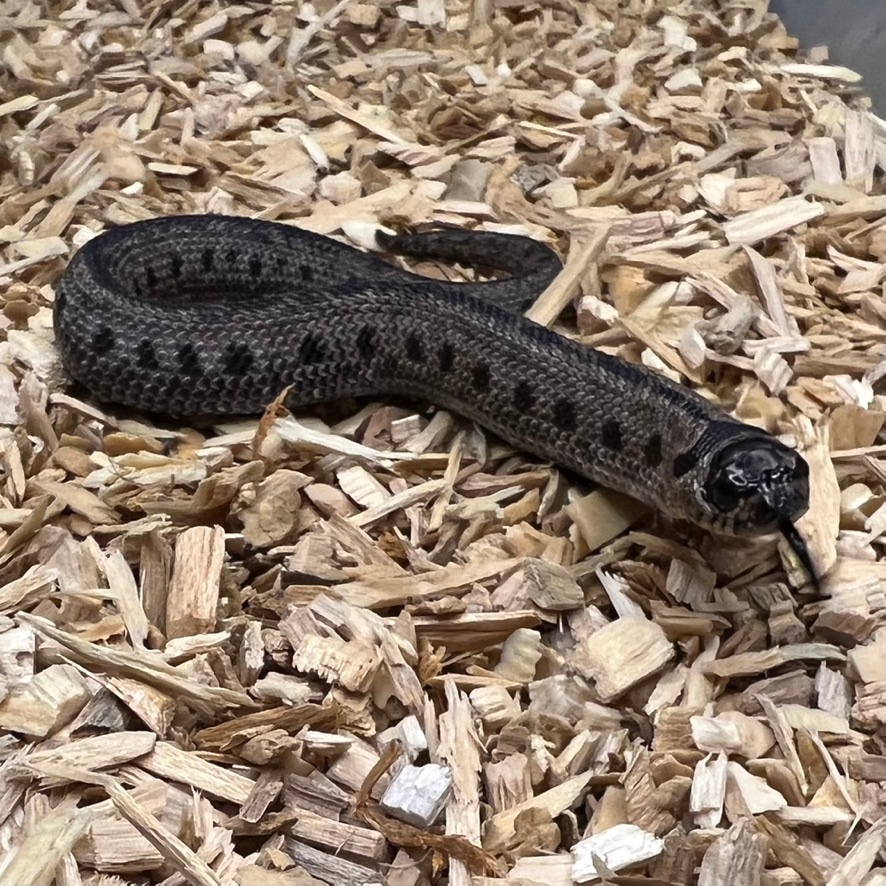 Super Arctic Conda 66% Het Toffee Belly Western Hognose by Redridge ...