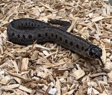 Super Arctic Conda 66% Het Toffee Belly Western Hognose by Redridge Reptiles - MorphMarket