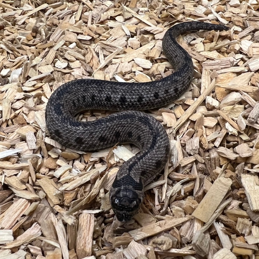 Super Arctic Conda 66% Het Toffee Belly Western Hognose by Redridge ...