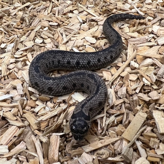 Super Arctic Conda 66% Het Toffee Belly Western Hognose by Redridge Reptiles - MorphMarket