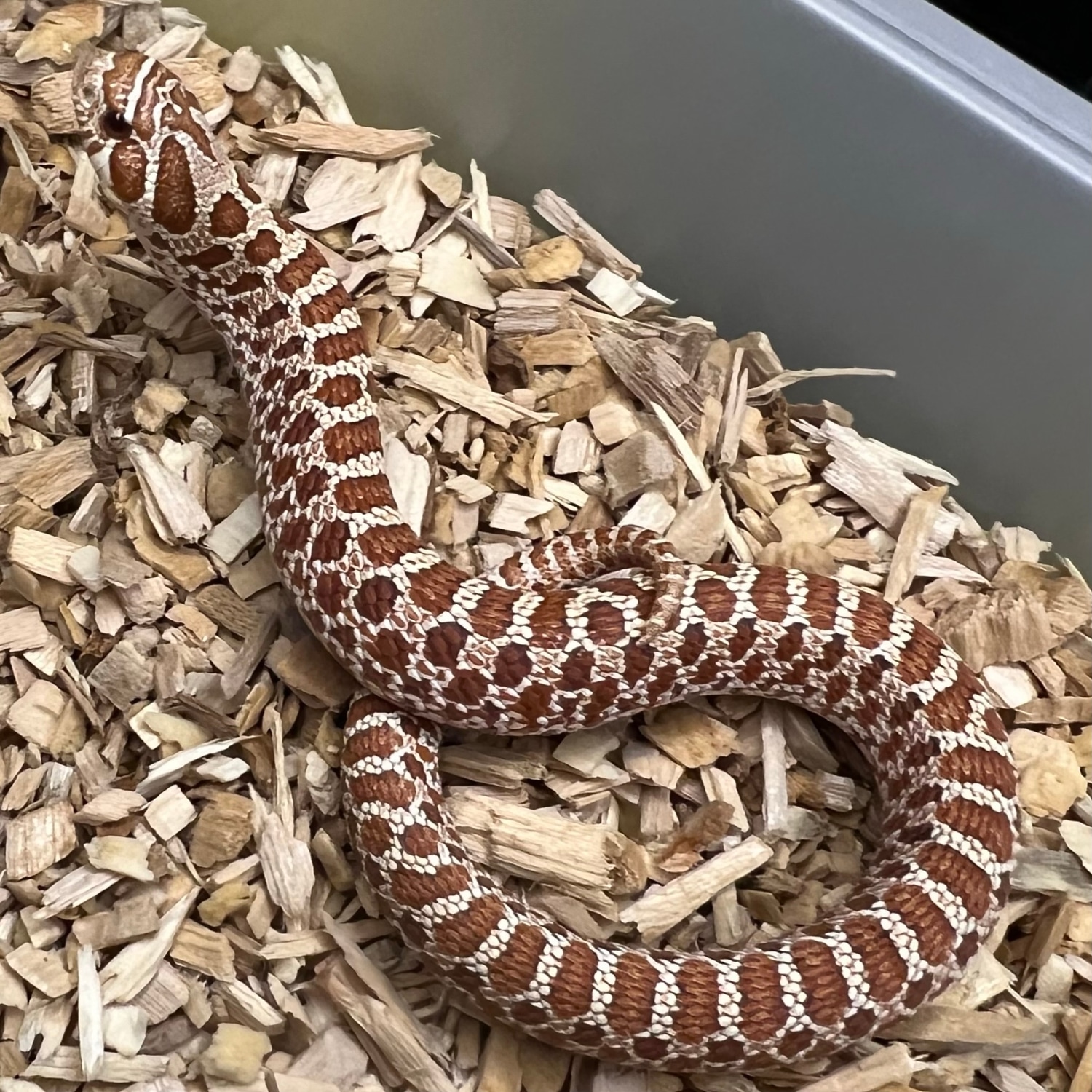 Toffee Belly Het Axanthic Western Hognose by Redridge Reptiles - MorphMarket