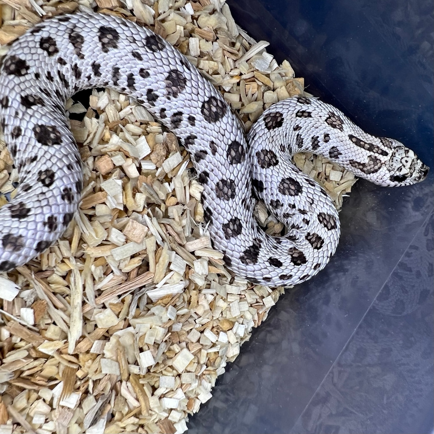 Super Arctic Western Hognose by Redridge Reptiles - MorphMarket
