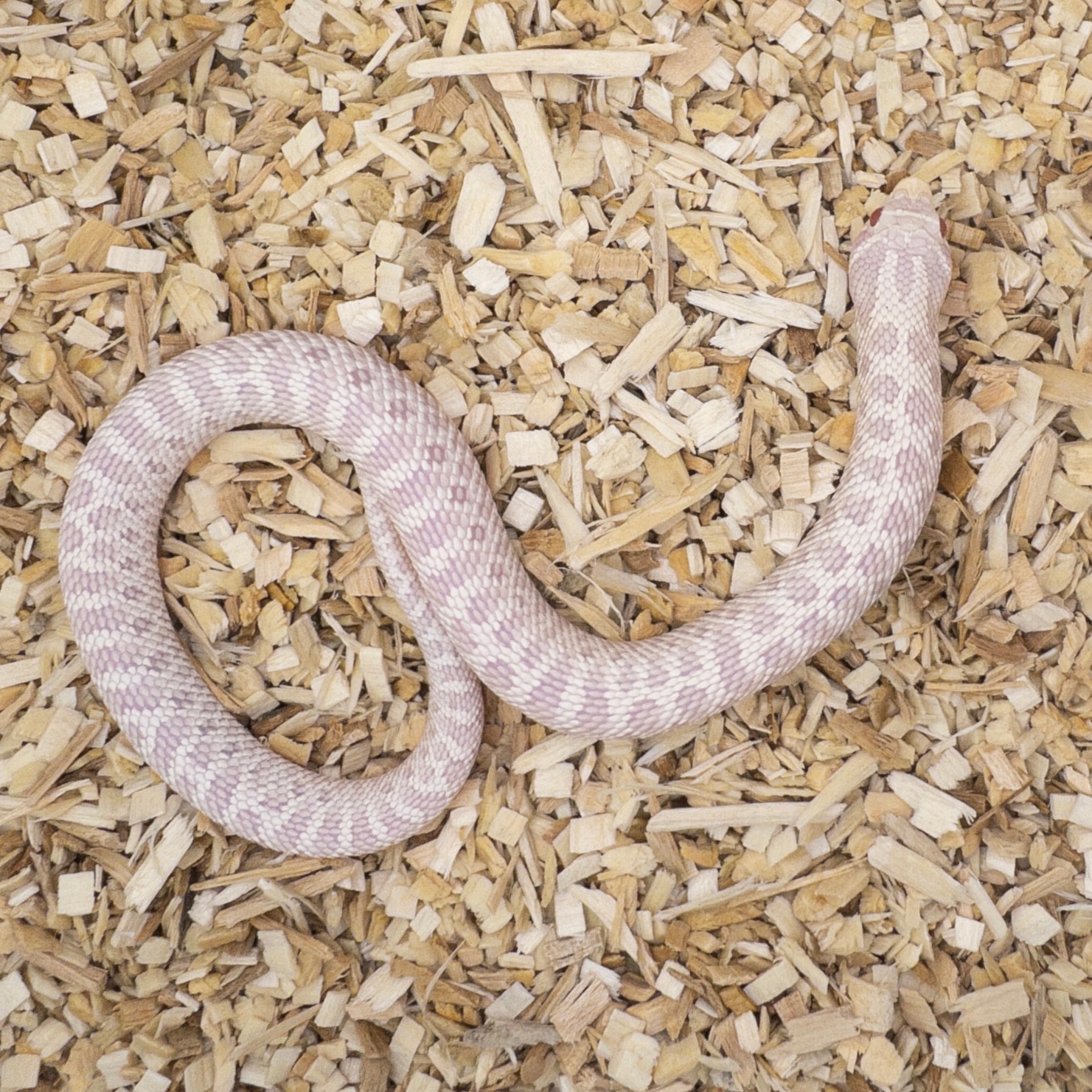 Snow Western Hognose by Redridge Reptiles - MorphMarket