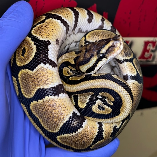 Spotnose DH Cryptic G-Stripe *No Reserve* Ball Python by Redridge Reptiles