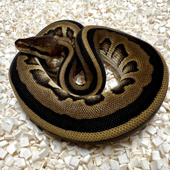 🔥NO RESERVE🔥 Leopard G-Stripe 100% Het Cryptic Ball Python by Redridge ...