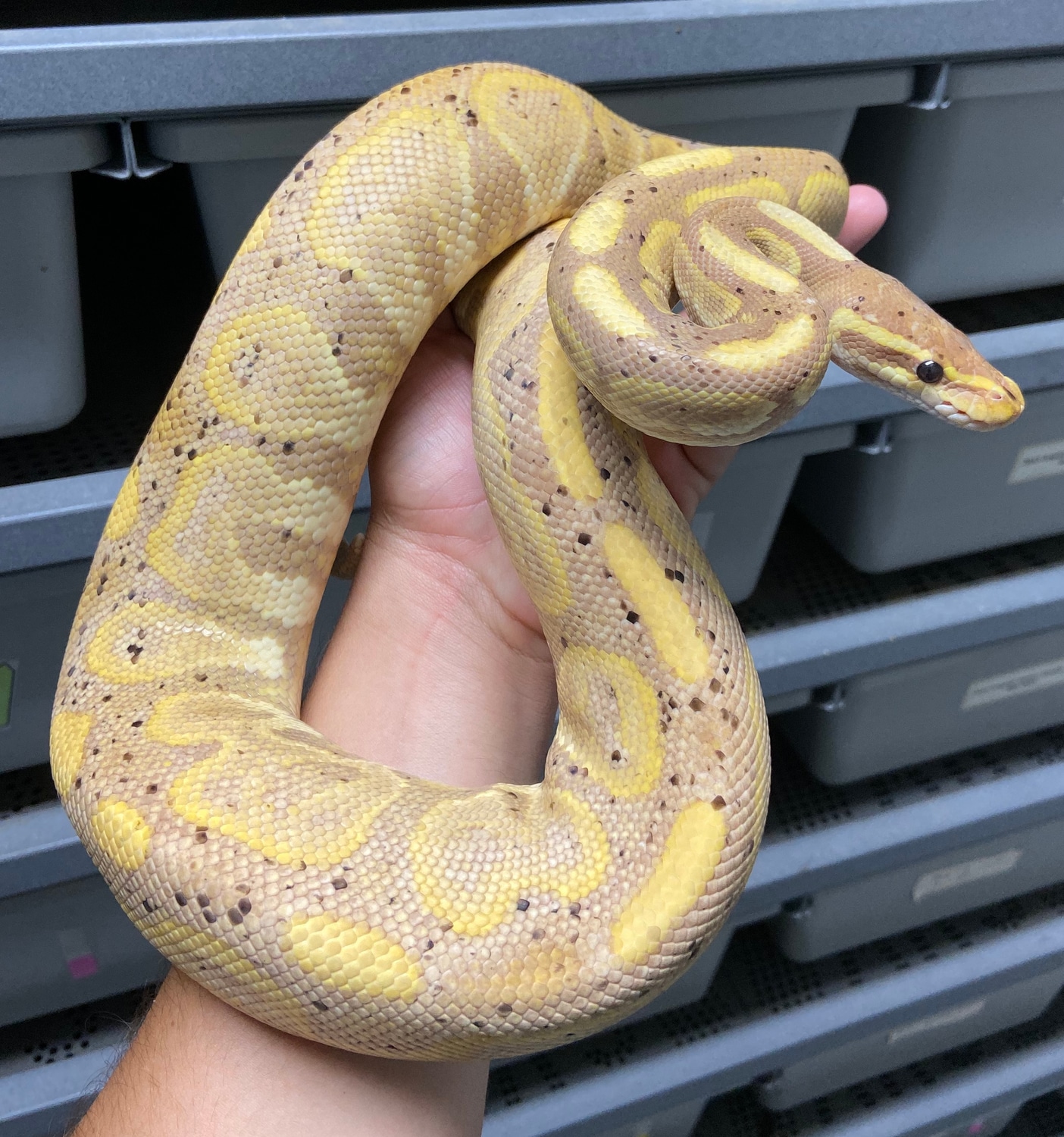 Black Pastel Banana Ball Python by Red River Reptiles - MorphMarket