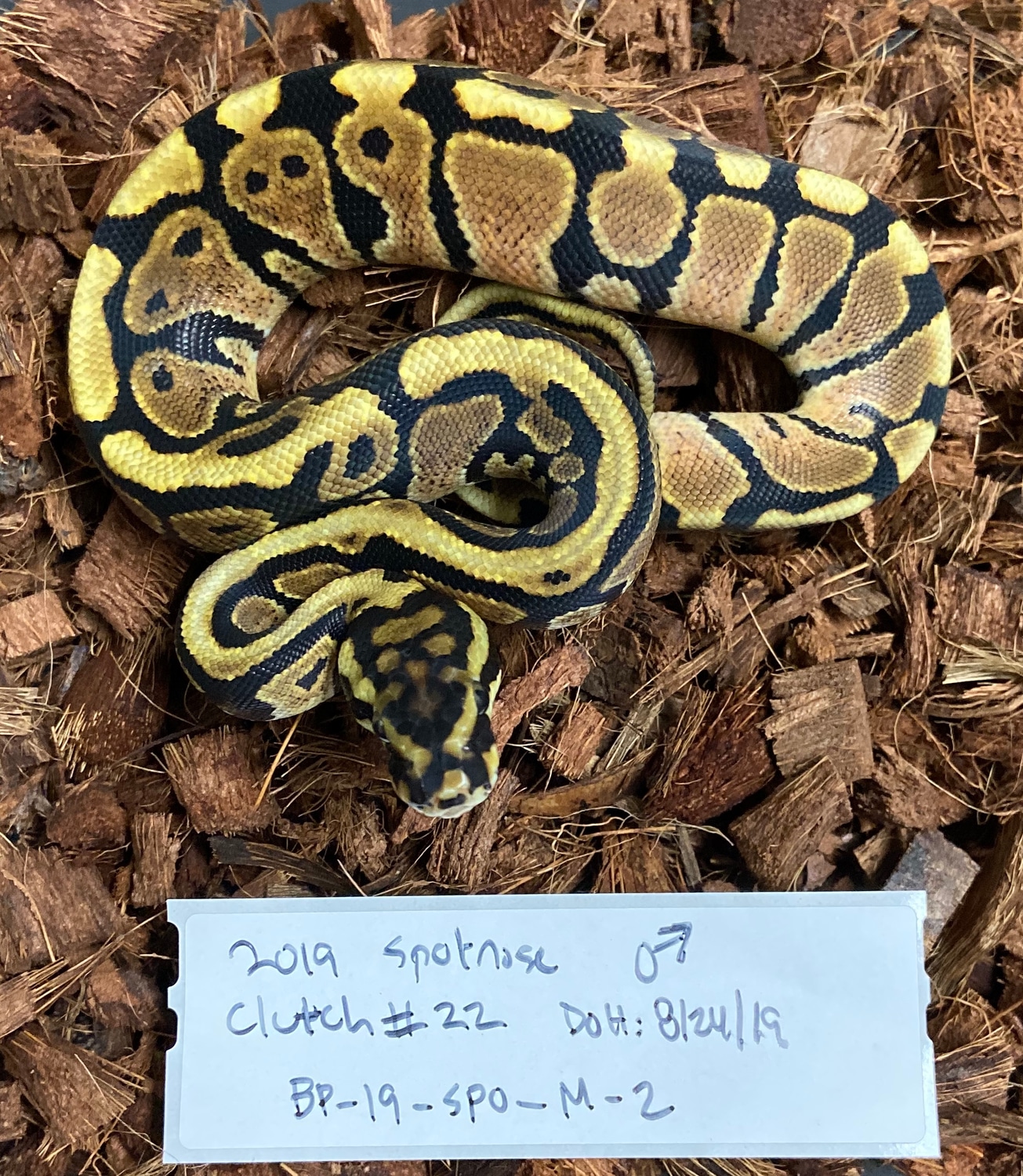 Spotnose Ball Python by Red River Reptiles - MorphMarket
