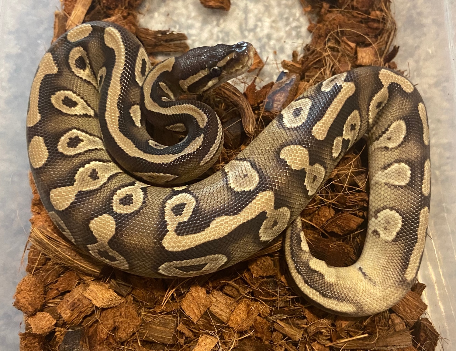 Mojave Double Het Vpi Axanthic Pied Ball Python by Red River Reptiles ...