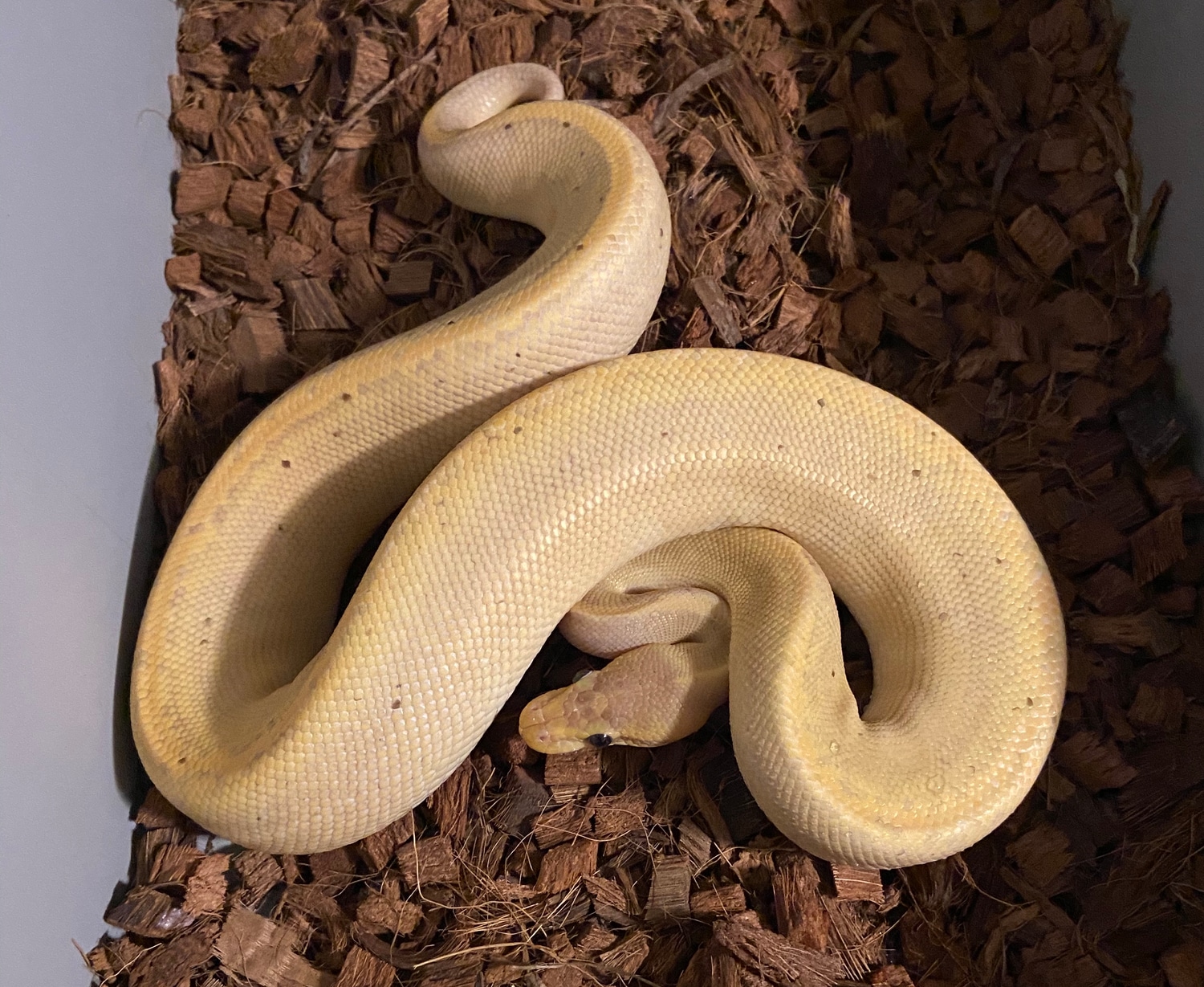Black Pastel Banana Pinstripe Ball Python by Red River Reptiles ...