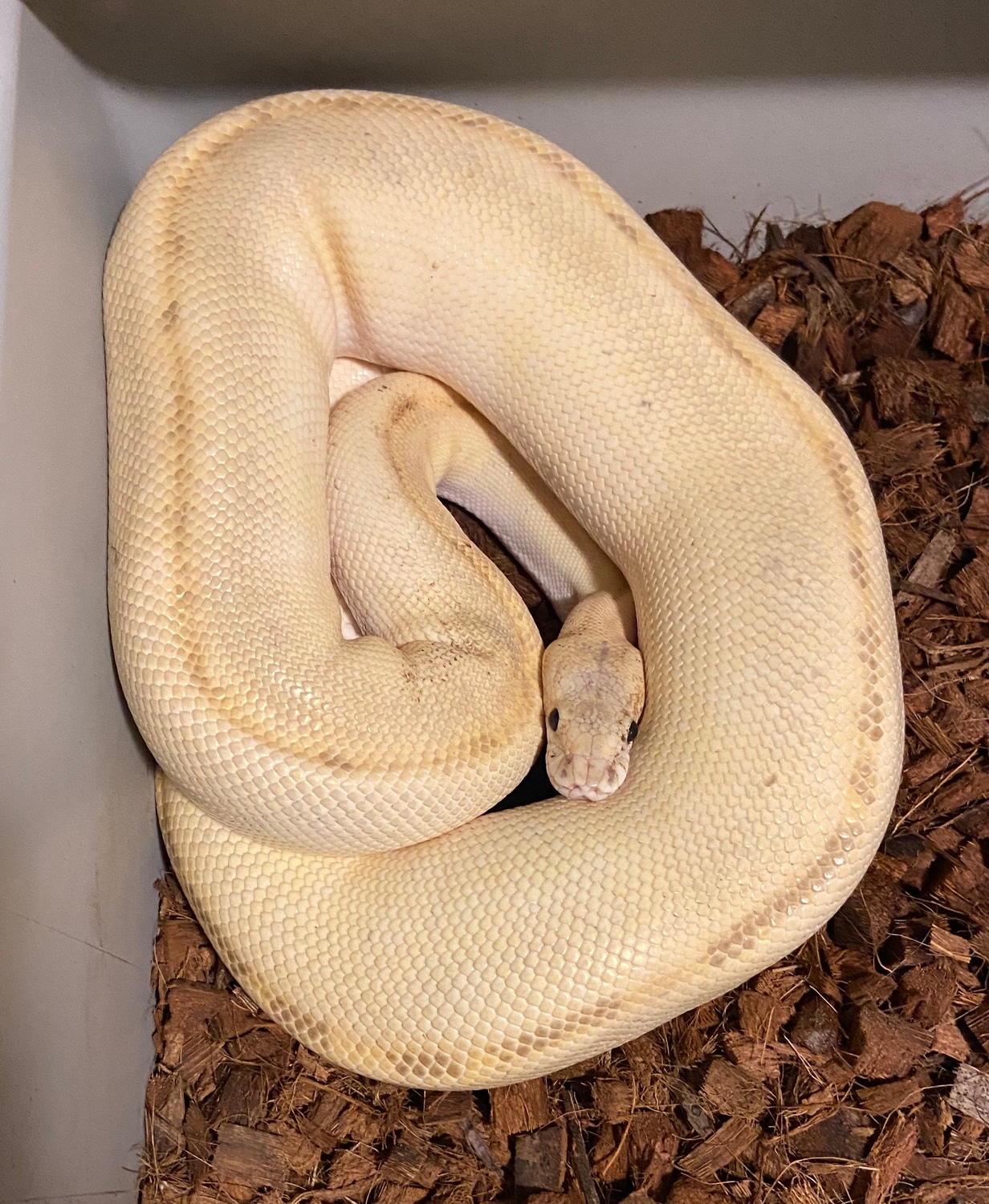 Lesser Champagne Ball Python by Red River Reptiles - MorphMarket
