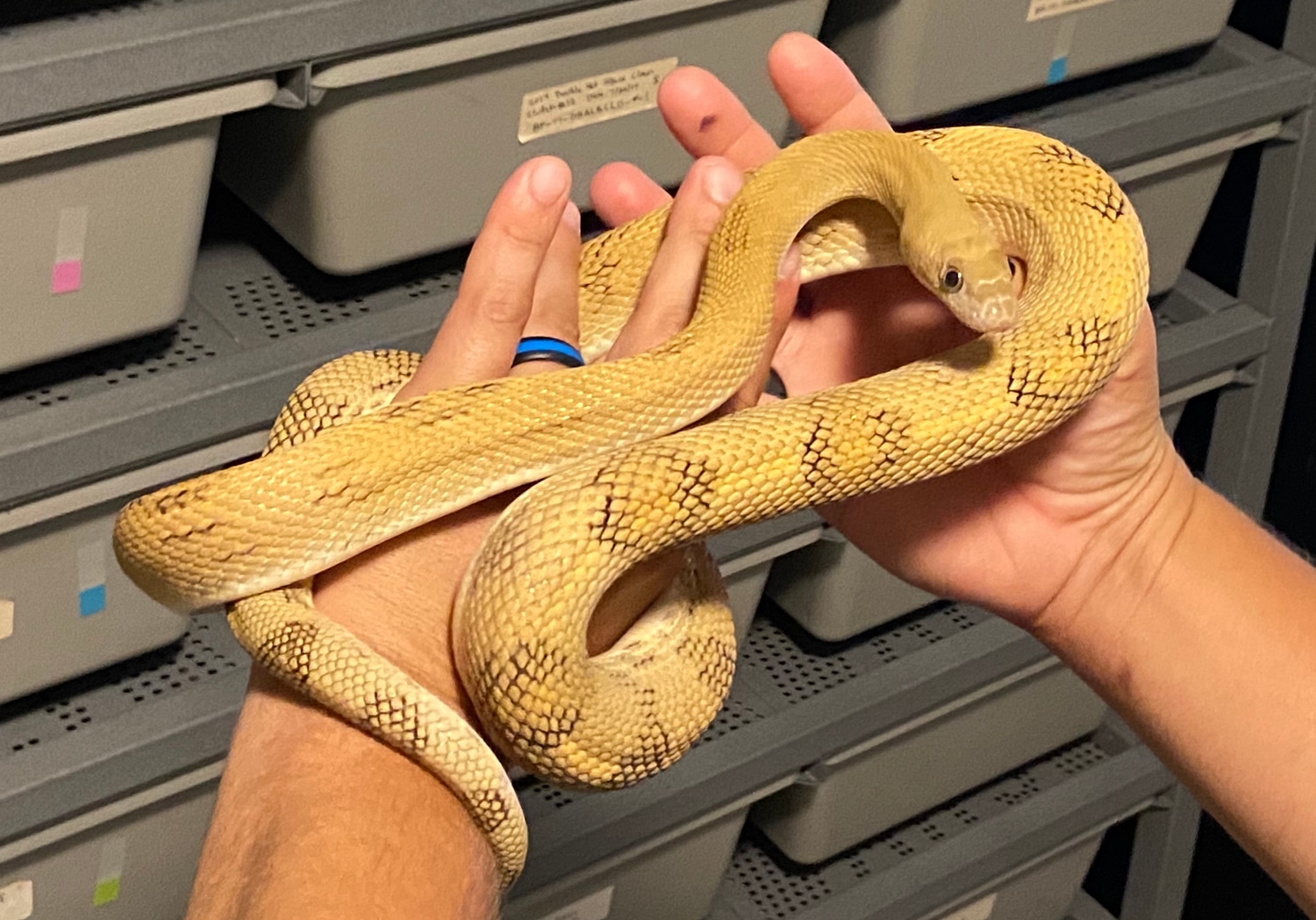 Trans-Pecos Rat Snake by Red River Reptiles - MorphMarket