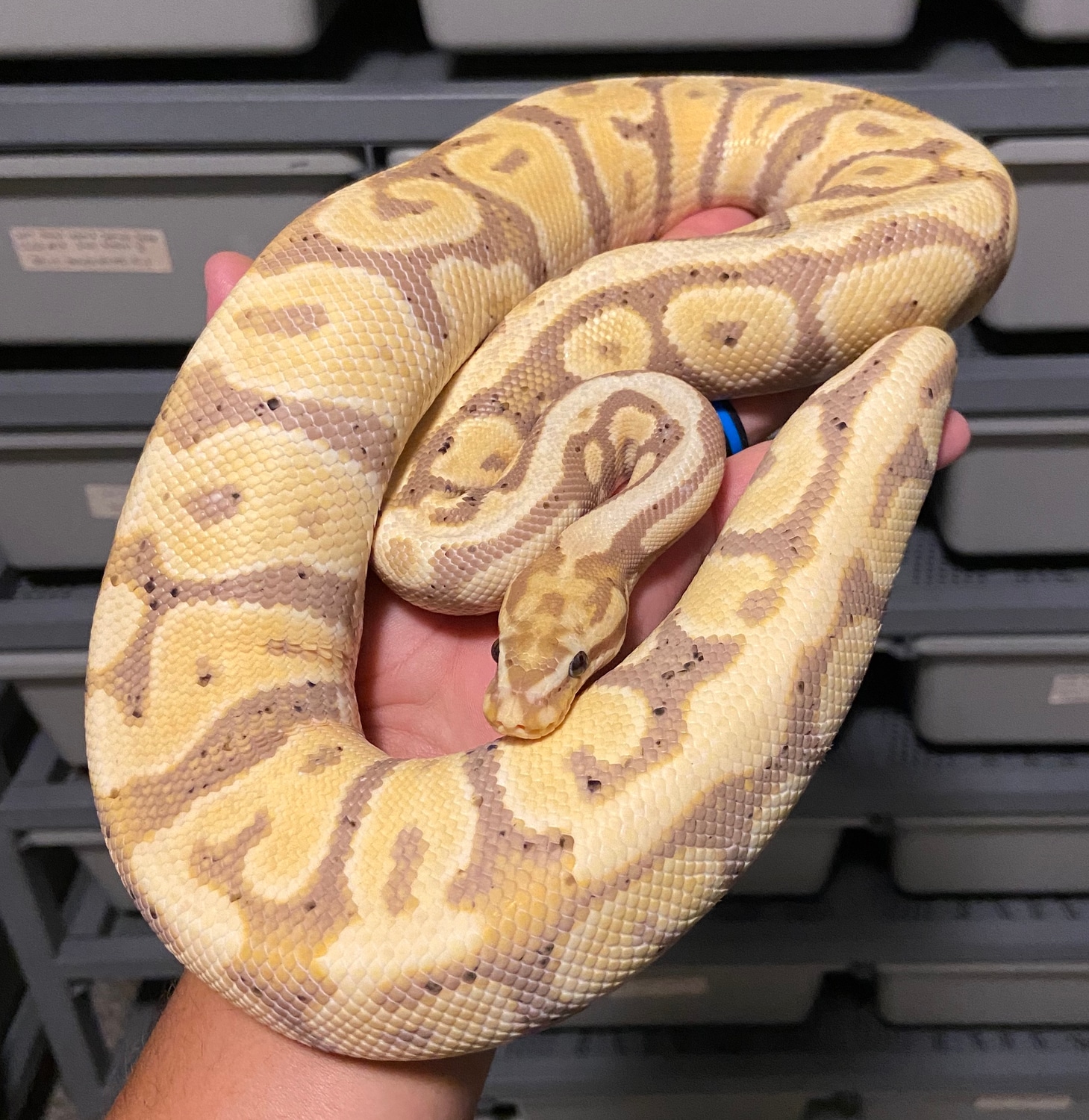 Banana Spotnose Mystic Ball Python by Red River Reptiles - MorphMarket