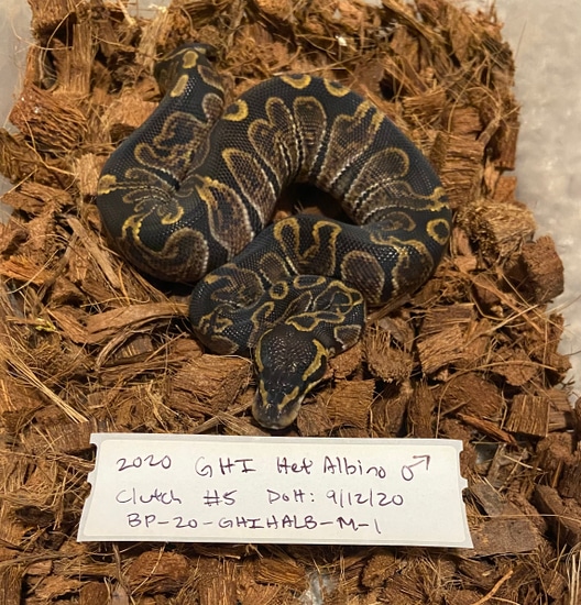 Ghi Het Albino Ball Python by Red River Reptiles