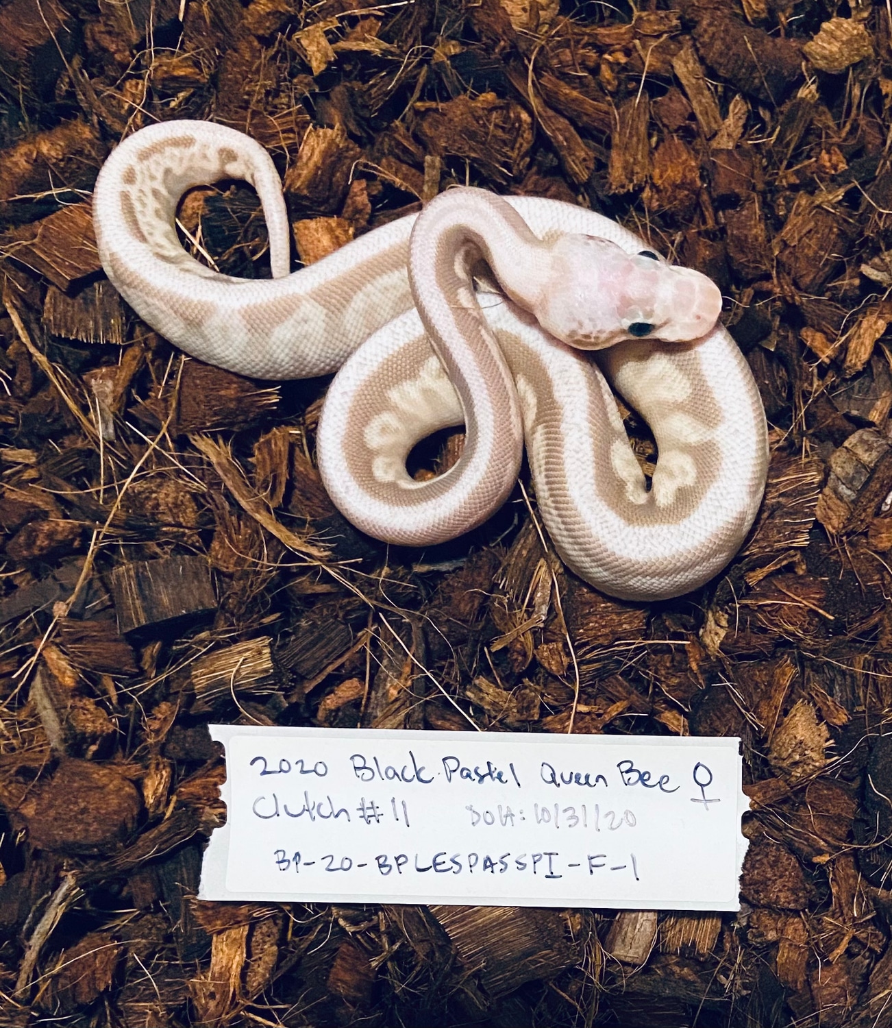 Black Pastel Queen Bee Ball Python by Red River Reptiles - MorphMarket