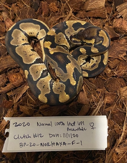 Normal Het Vpi Axanthic Ball Python by Red River Reptiles