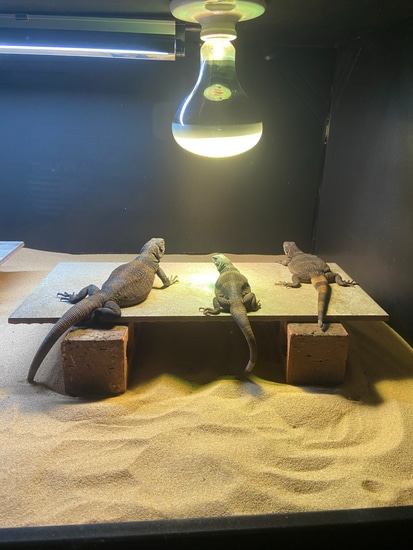 Cbb Red Back Chuckwalla Trio More Lizard by Red River Reptiles