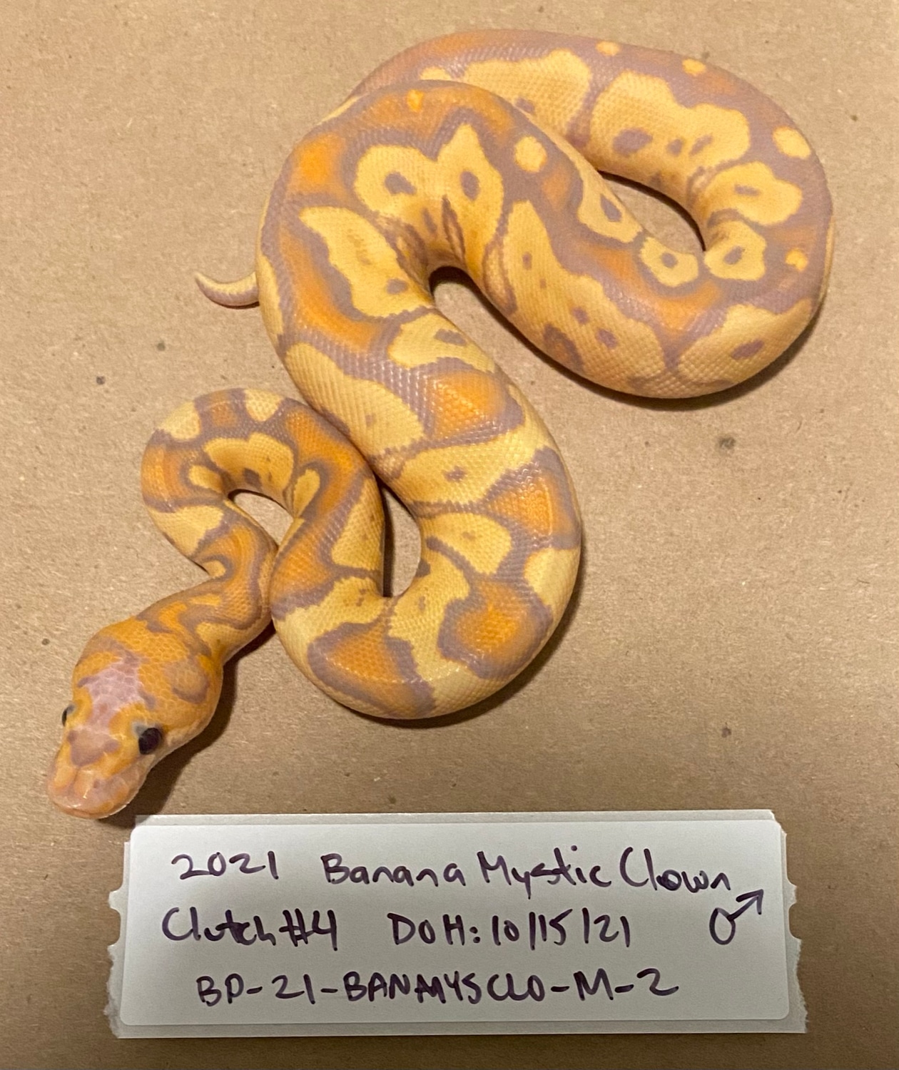 Banana Mystic Clown Ball Python by Red River Reptiles - MorphMarket