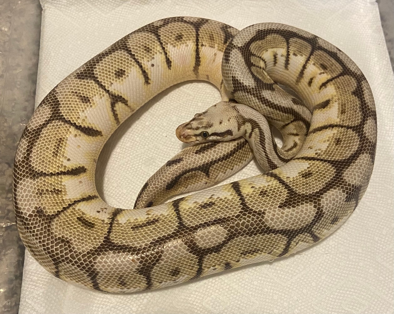 Bumblebee Hra Ball Python by Red River Reptiles - MorphMarket