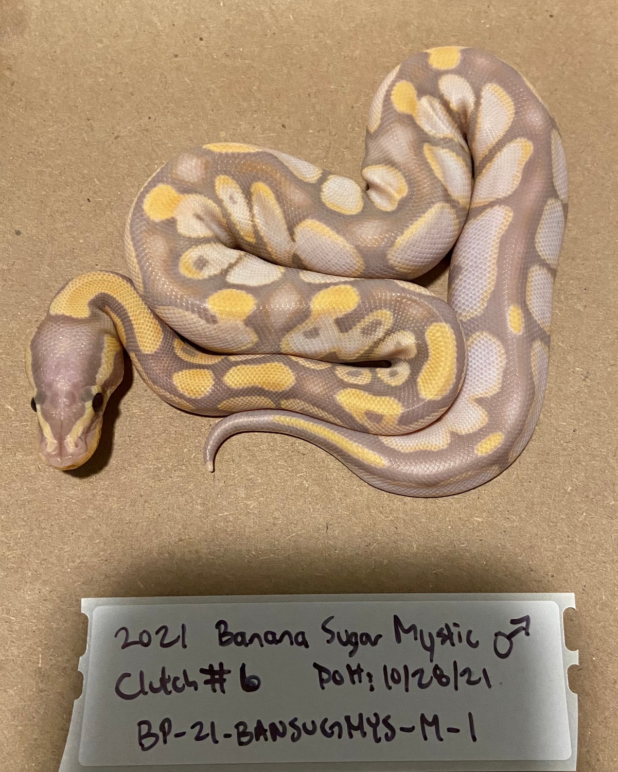 Banana Sugar Mystic Ball Python by Red River Reptiles - MorphMarket