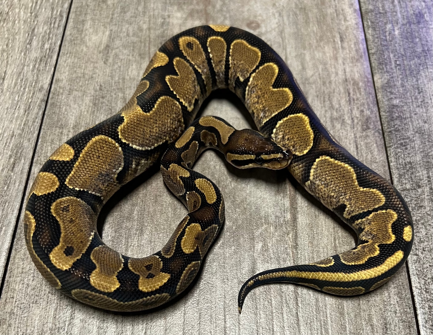 Sugar Ball Python by Red River Reptiles - MorphMarket