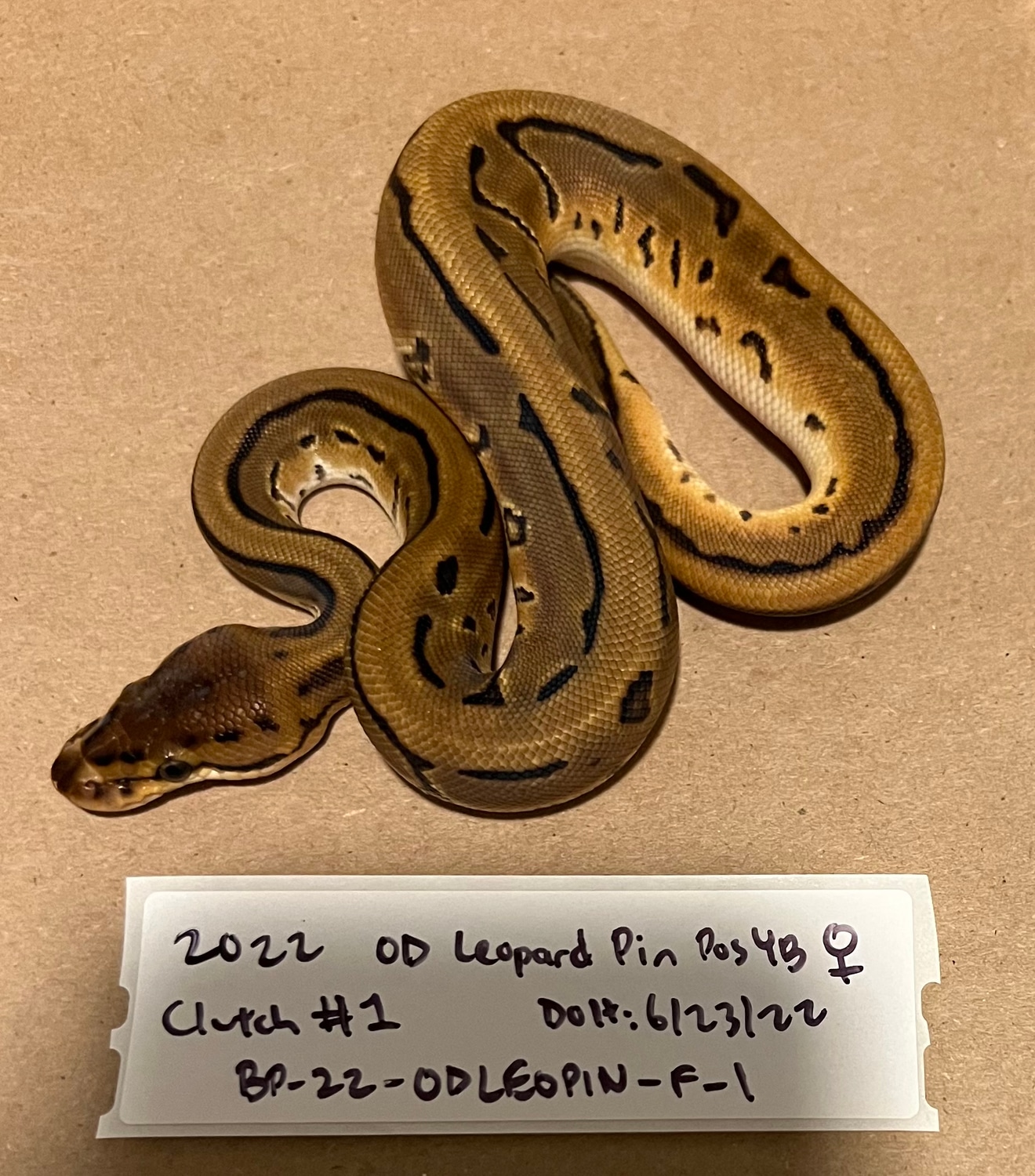 Od Leopard Pin Possible Yb Ball Python by Red River Reptiles - MorphMarket