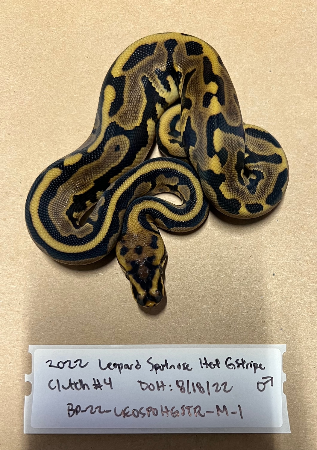 Leopard Spotnose Het Genetic Stripe Ball Python by Red River Reptiles - MorphMarket