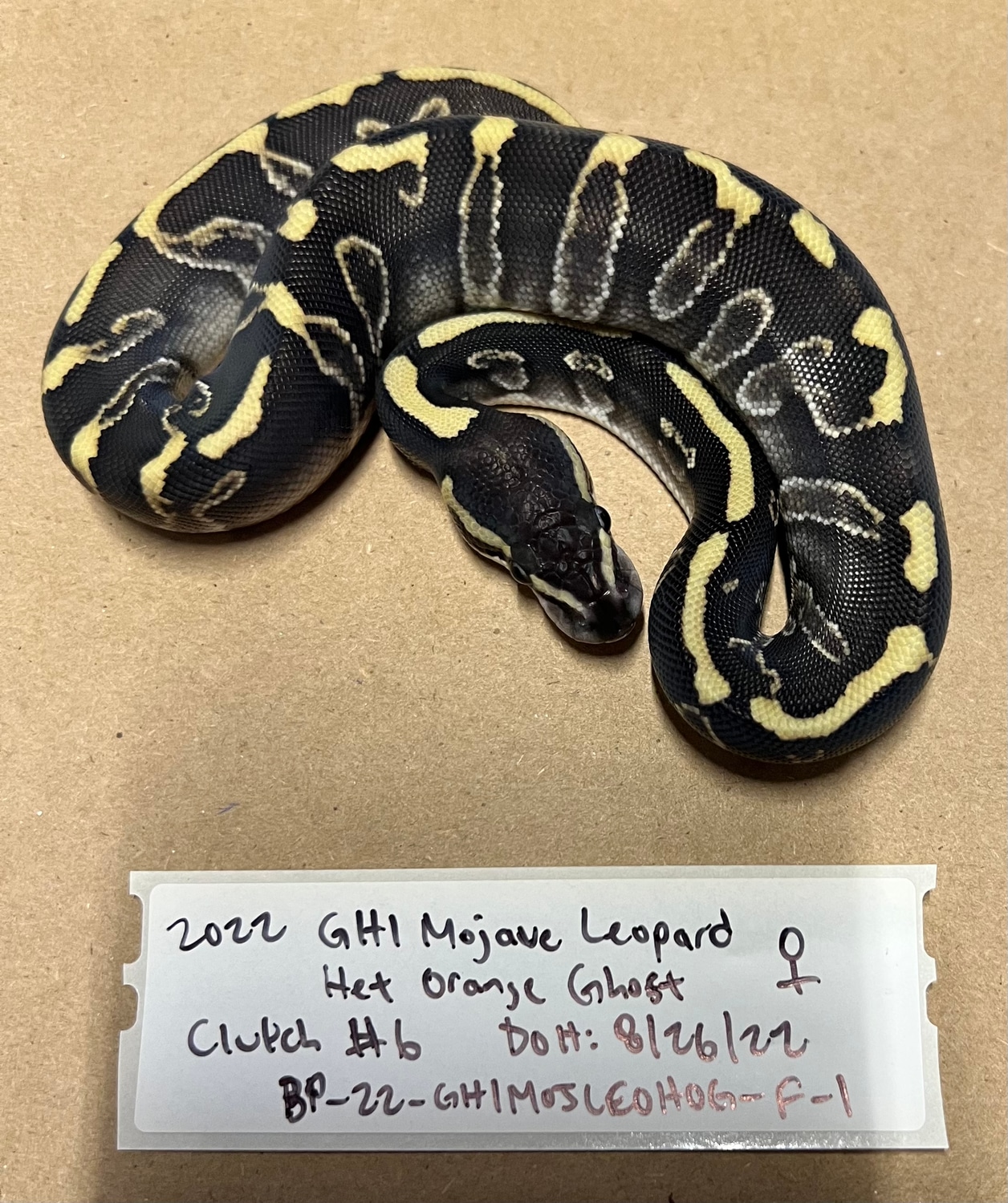 Ghi Mojave Leopard Het Orange Ghost Ball Python by Red River Reptiles ...