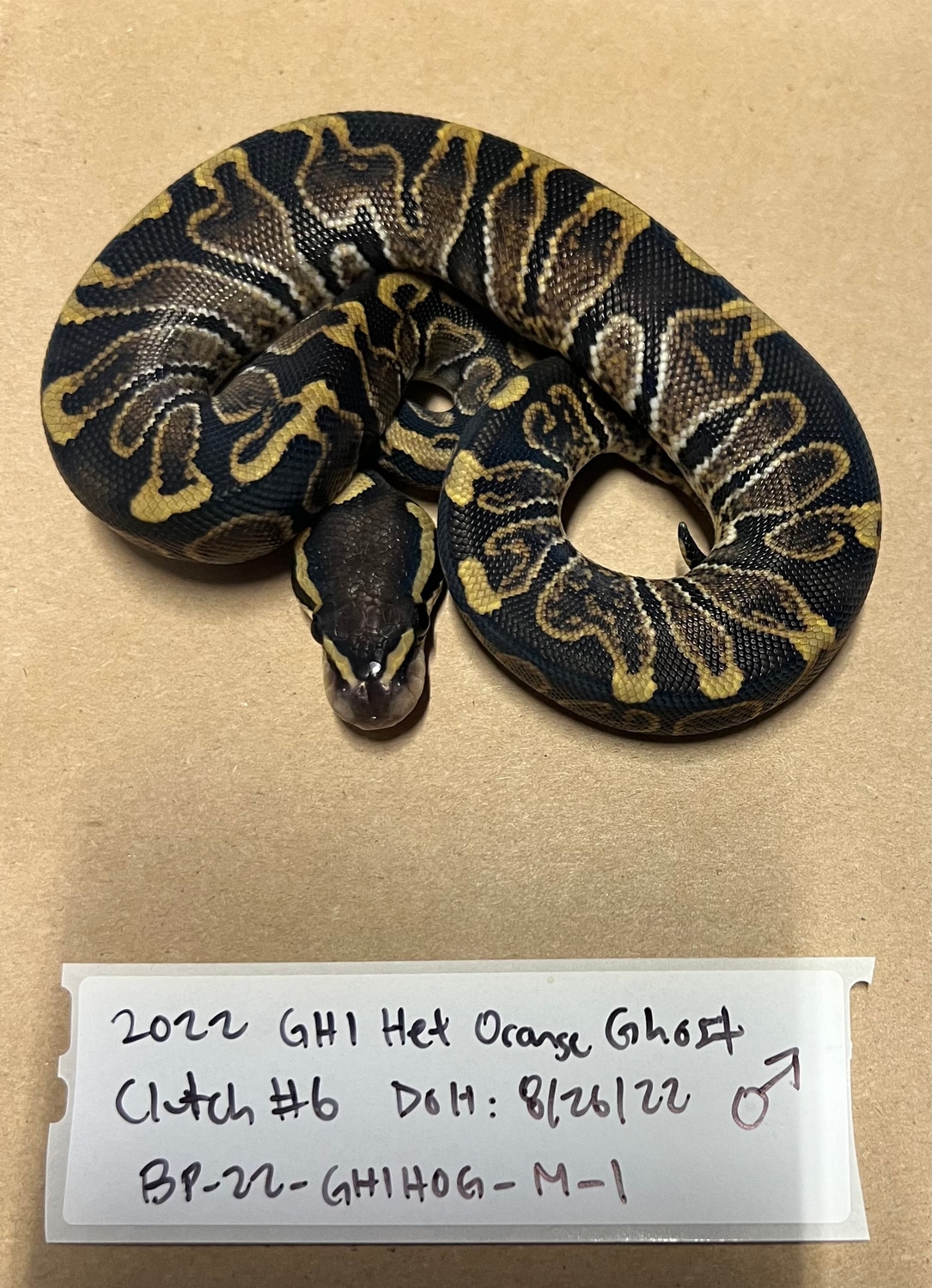 Ghi Het Orange Ghost Ball Python by Red River Reptiles - MorphMarket