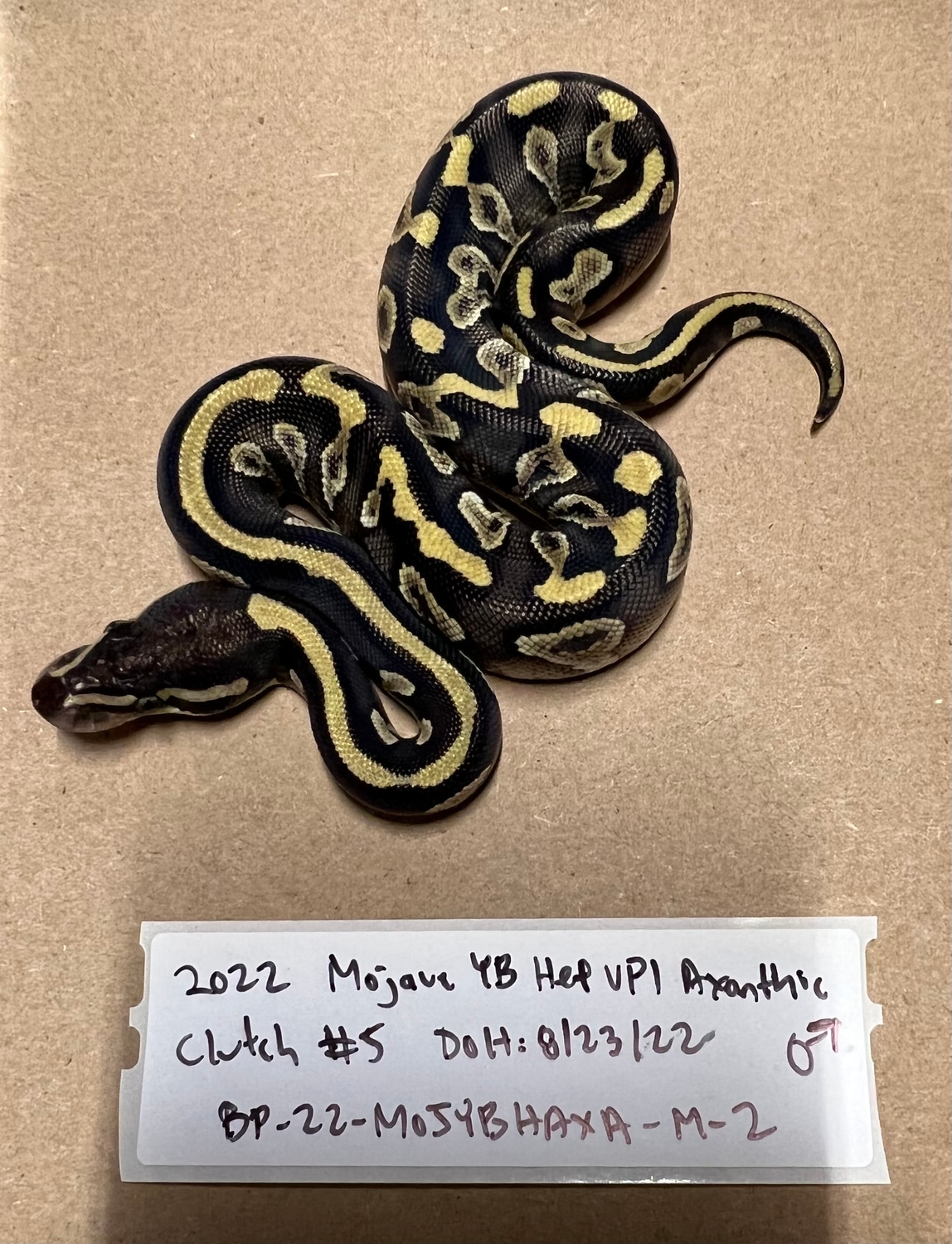 Mojave Yb Het Vpi Axanthic Ball Python by Red River Reptiles - MorphMarket