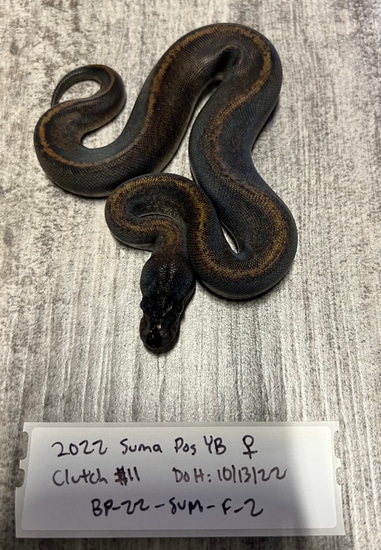 Suma Ball Python by Red River Reptiles
