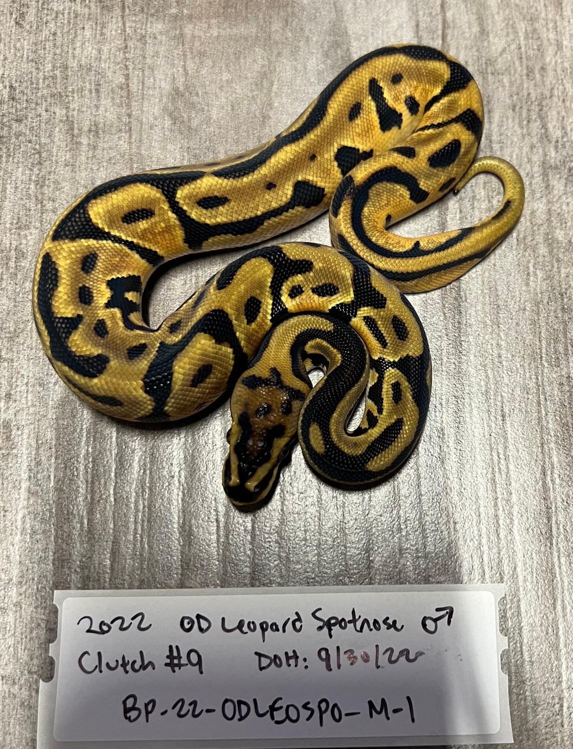 Od Leopard Spotnose Ball Python by Red River Reptiles - MorphMarket