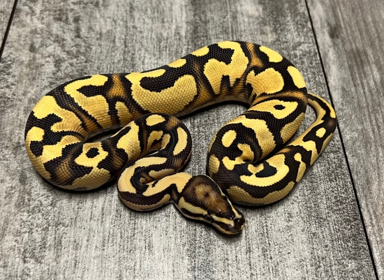 OD Fire YB Het DG Ball Python by Red River Reptiles