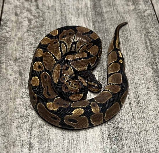 Double Het Vpi Axanthic Desert Ghost Ball Python by Red River Reptiles