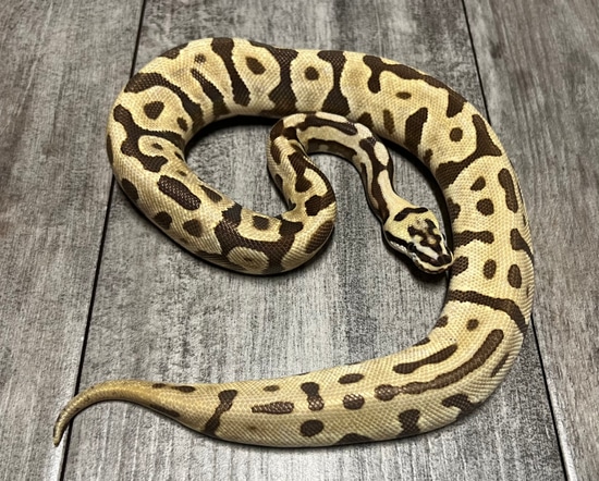 Leopard Enchi Fire Spotnose Ball Python by Red River Reptiles