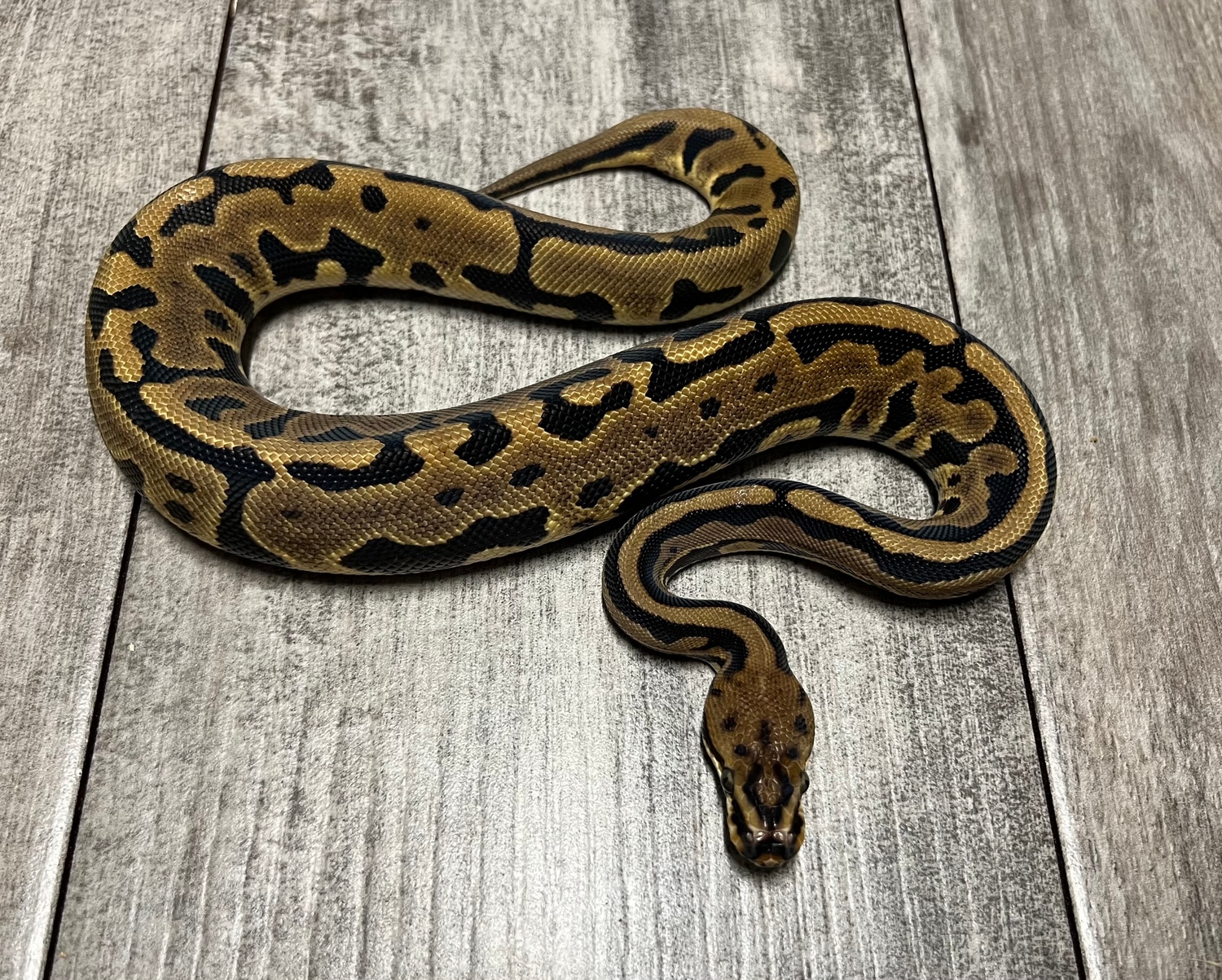 Leopard Spotnose Het Gstripe Ball Python by Red River Reptiles ...