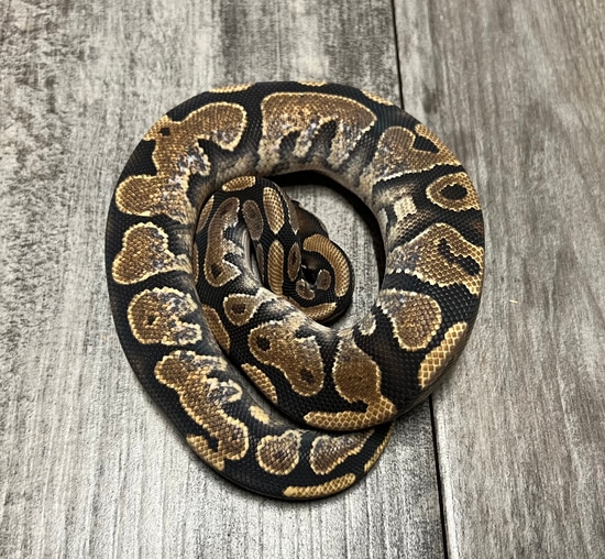 Sugar Ball Python by Red River Reptiles