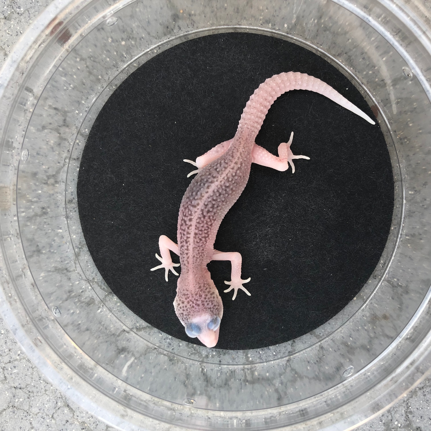 Total Eclipse/ Super Snow Eclipse Leopard Gecko by Red Rock Gecko’s ...
