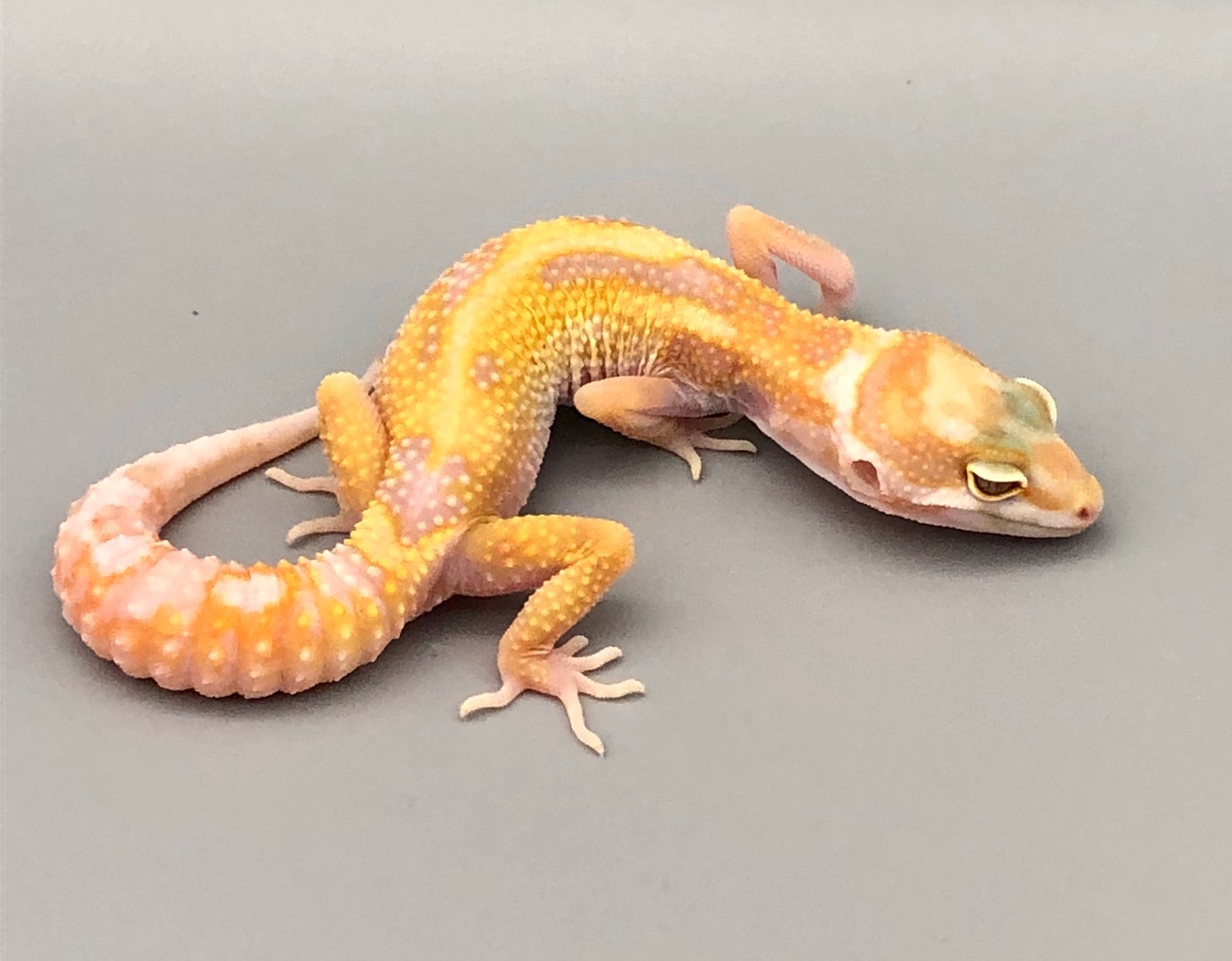 Jungle High Contrast Tangerine Tremper Leopard Gecko by Red Rock Gecko ...