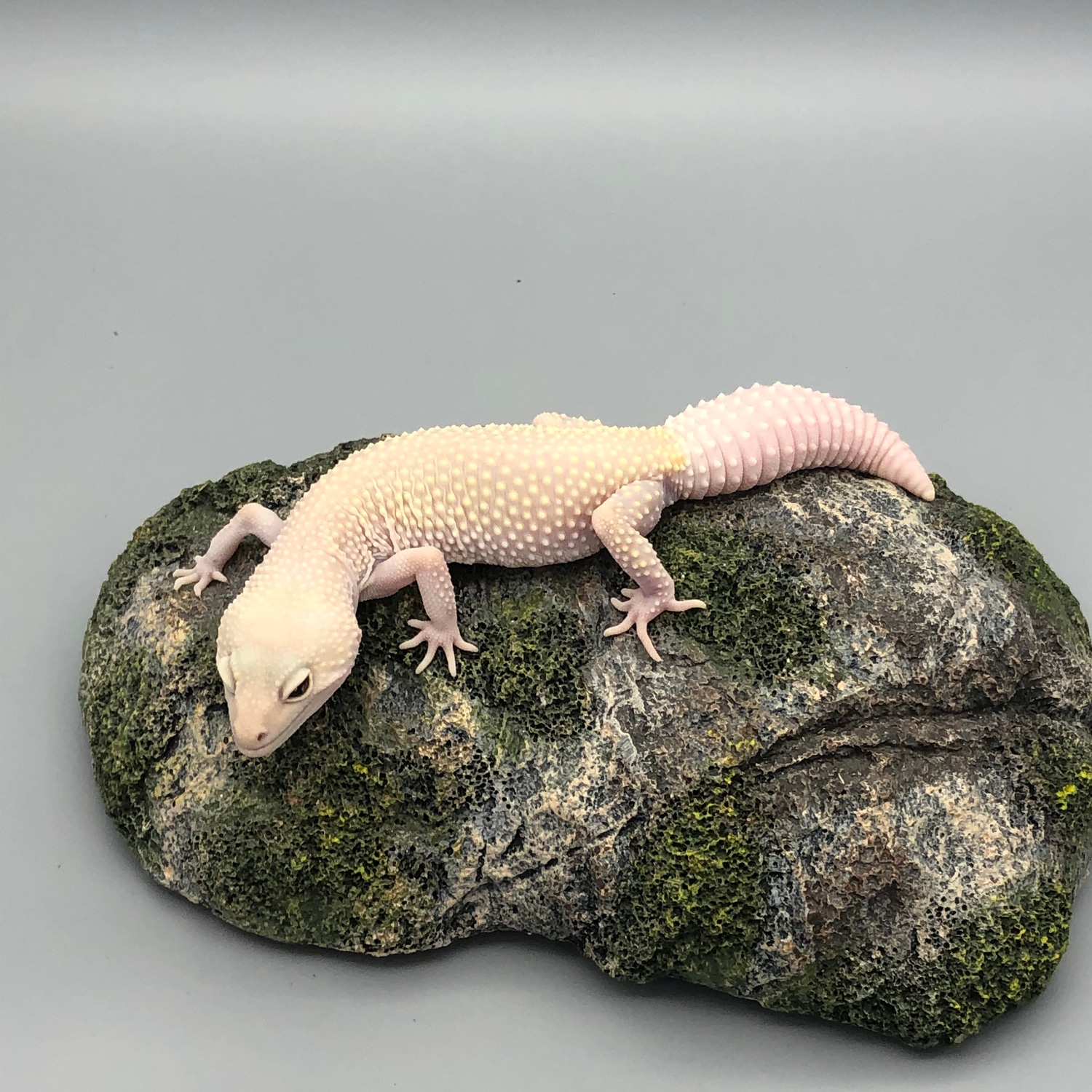 Diablo Blanco Leopard Gecko by Red Rock Gecko’s - MorphMarket