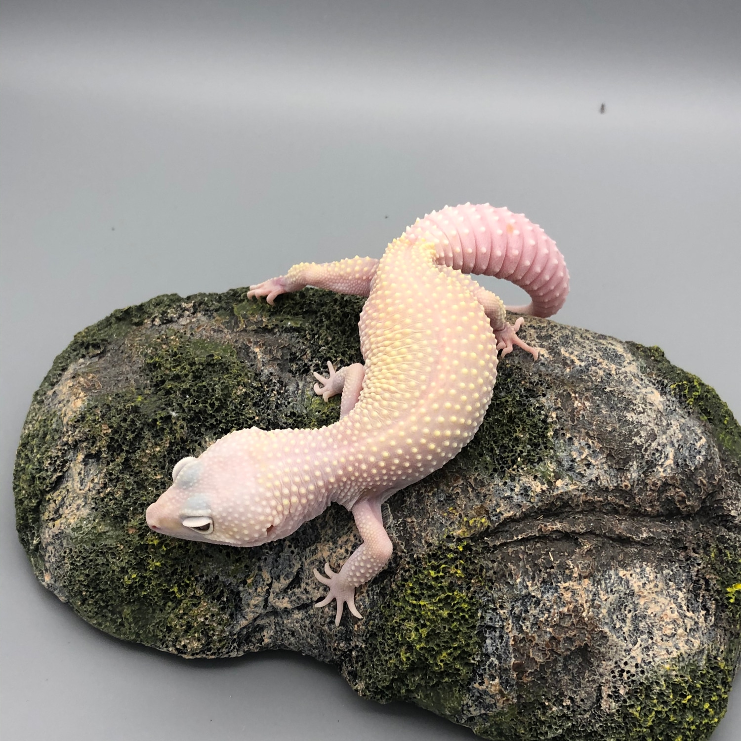 Diablo Blanco Leopard Gecko by Red Rock Gecko’s - MorphMarket