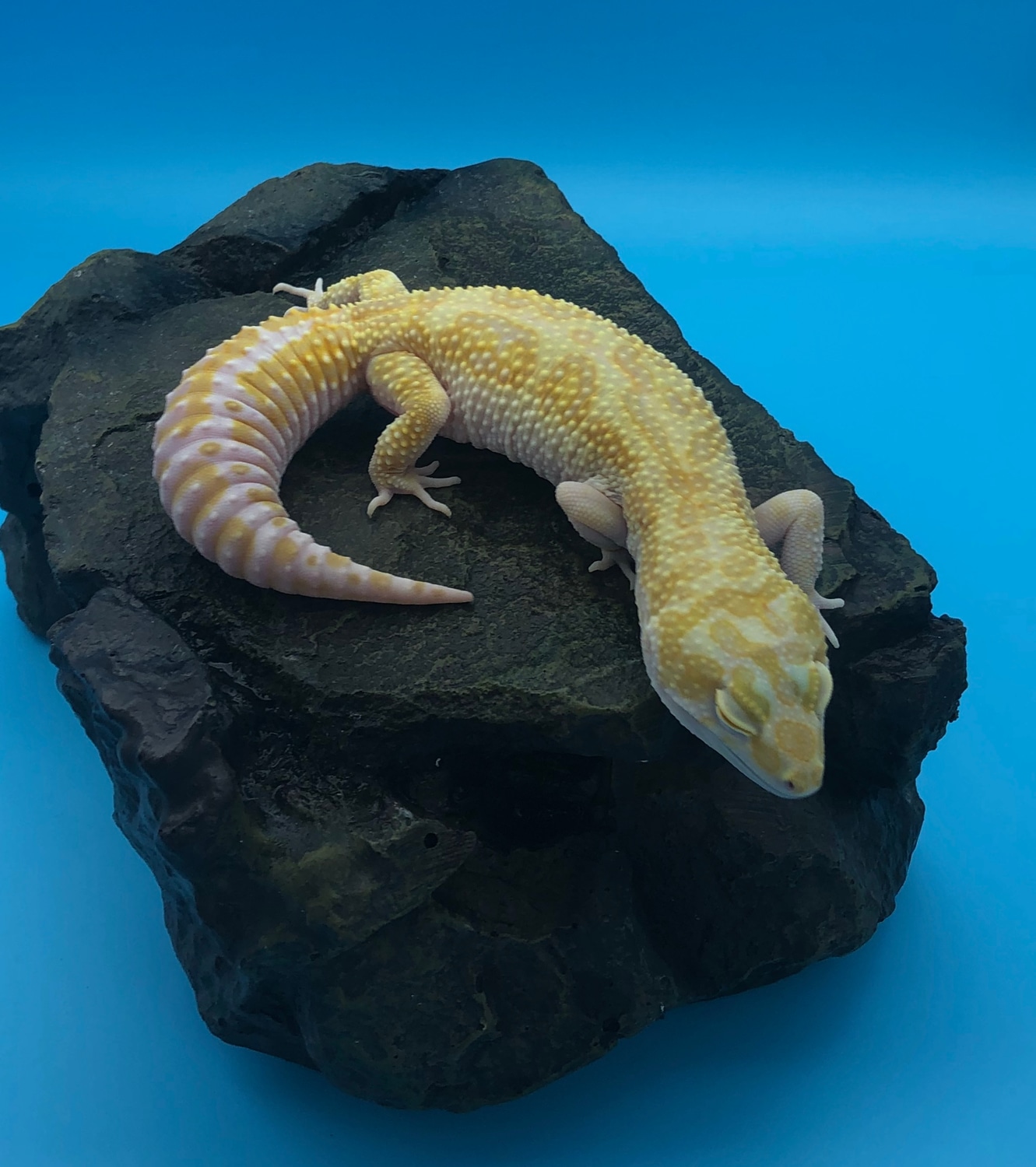 Jungle HC Tangerine Tremper Leopard Gecko by Red Rock Gecko’s - MorphMarket