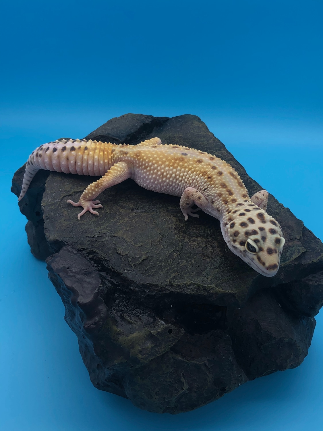 Emerine Red Stripe Leopard Gecko by Red Rock Gecko’s - MorphMarket